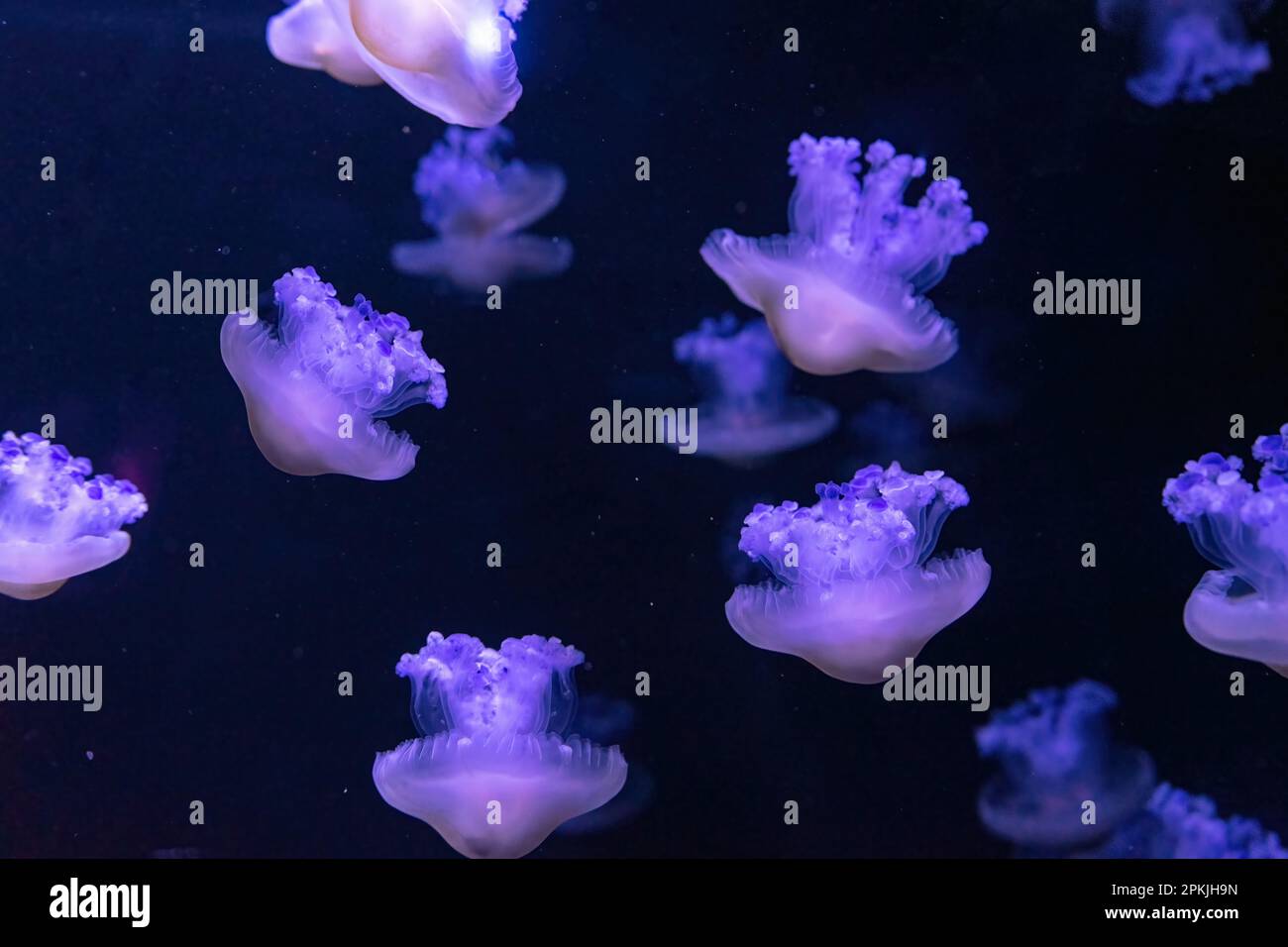 Cotylorhiza tuberculata jellyfish mediterranean hi-res stock ...