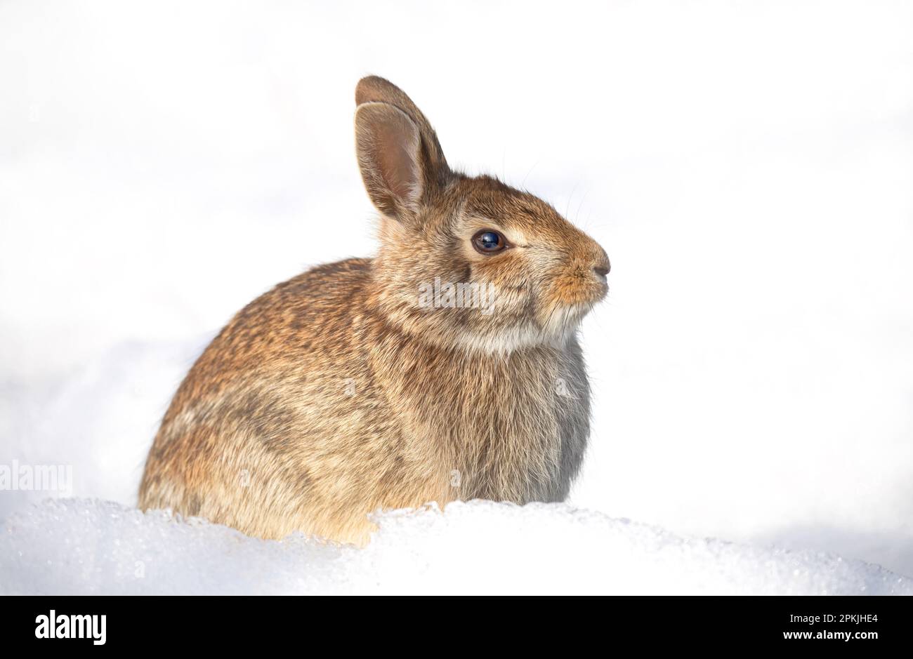 Rabbit forest hi-res stock photography and images - Alamy