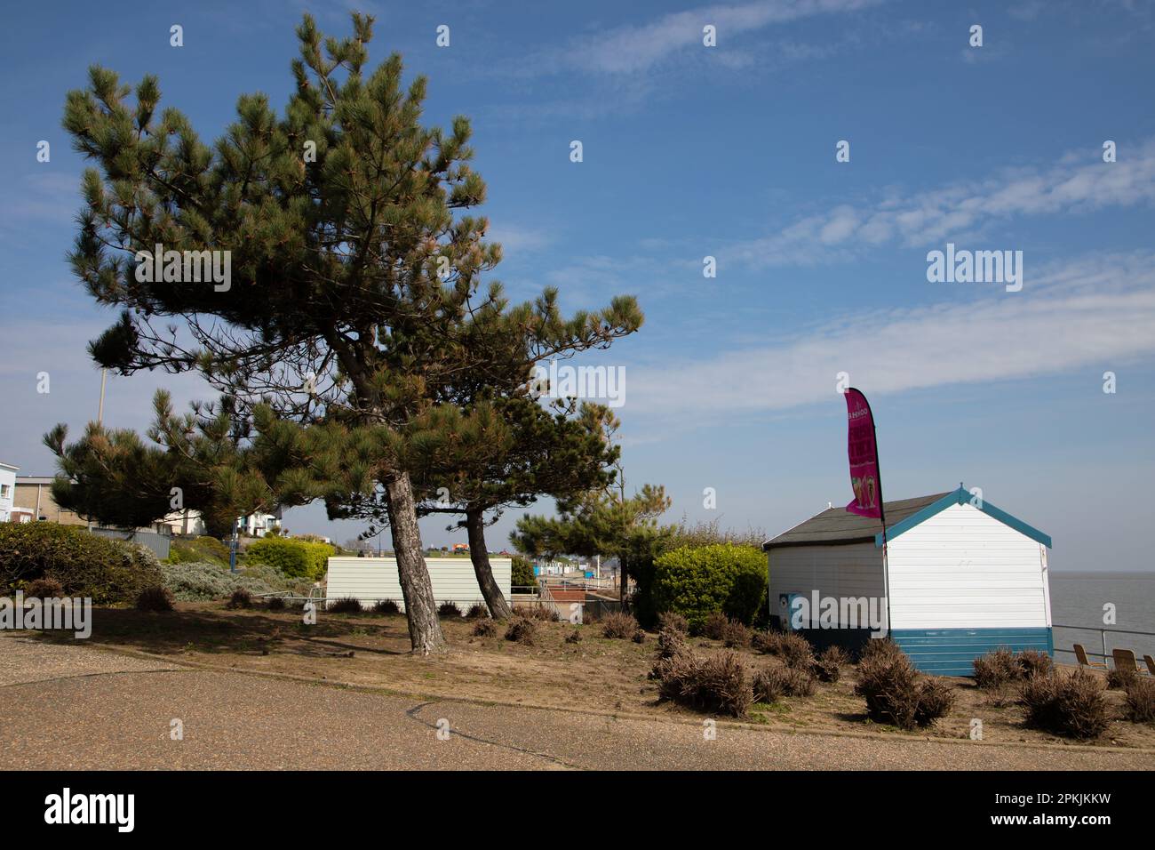 Beach hut cafe and windswept tree at Felixstowe Beach Stock Photo - Alamy