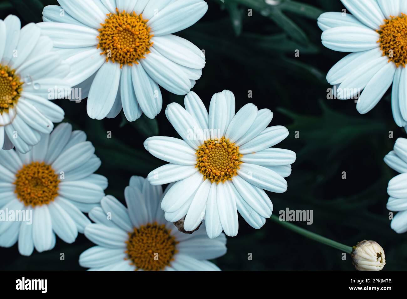 Norway spring flowers hi-res stock photography and images - Alamy