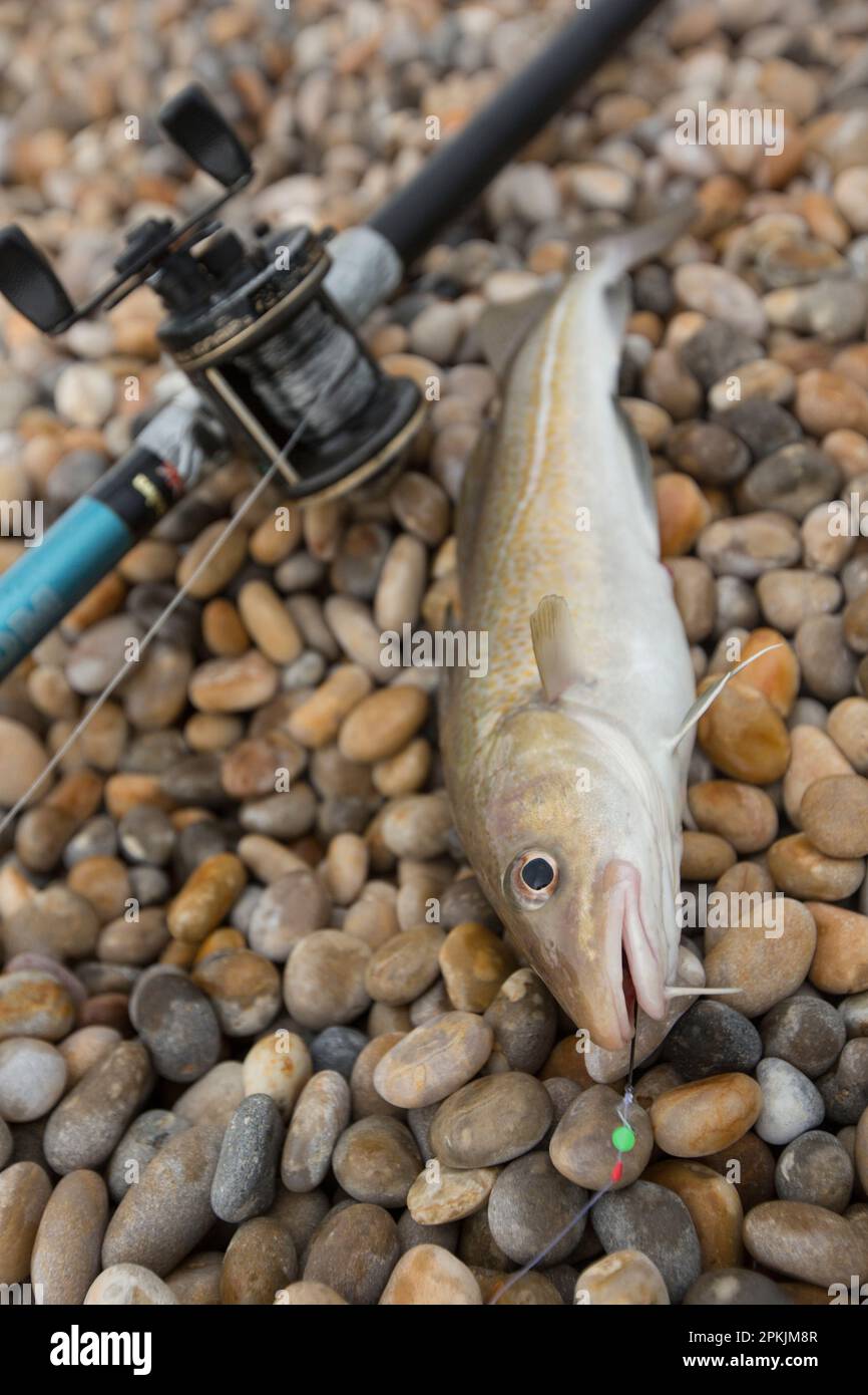 A codling, Gadus morhua, caught with a fishing rod from Chesil beach ...