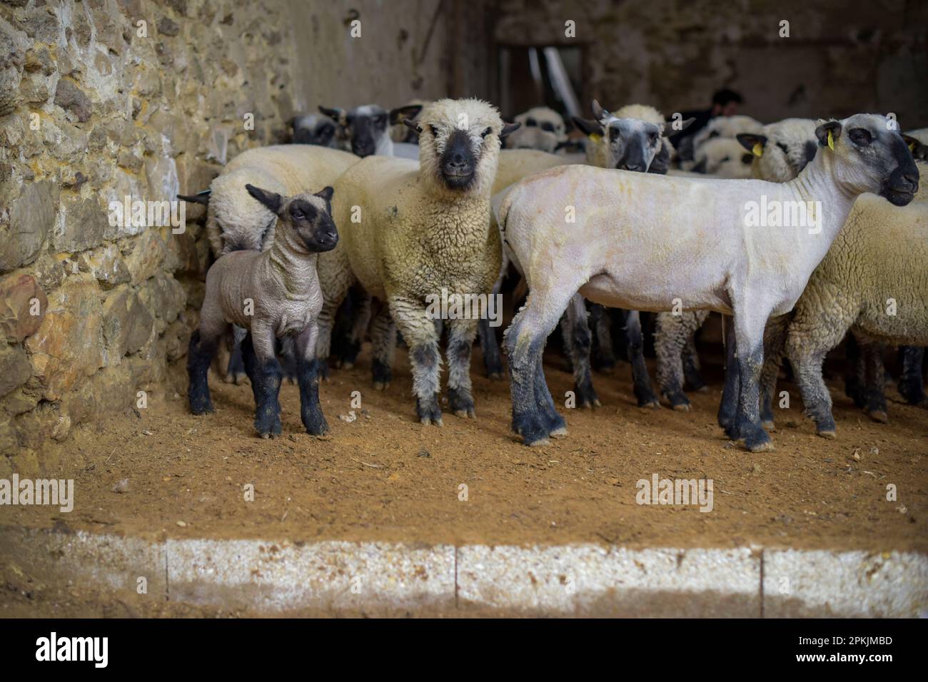 Sheep in a stable hi-res stock photography and images - Alamy