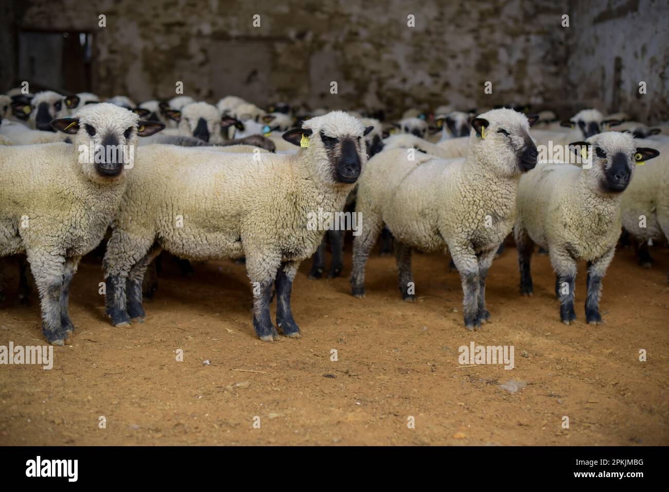 Sheep in a stable hi-res stock photography and images - Alamy