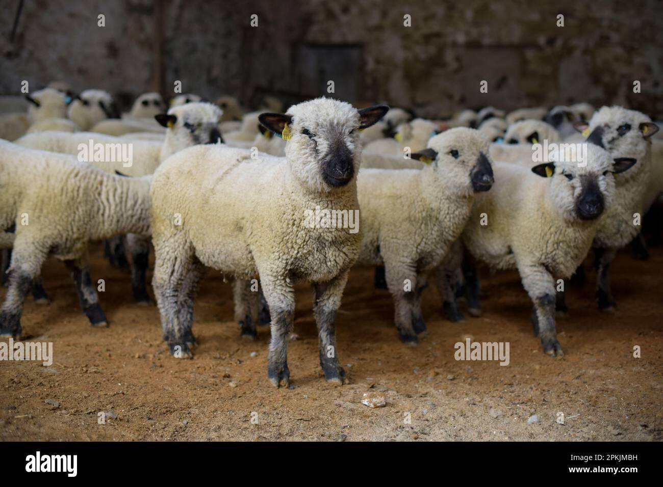 Sheep in a stable hi-res stock photography and images - Alamy