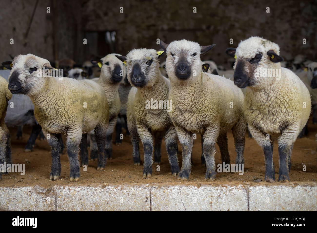 Ile de france domestic sheep hi-res stock photography and images - Alamy