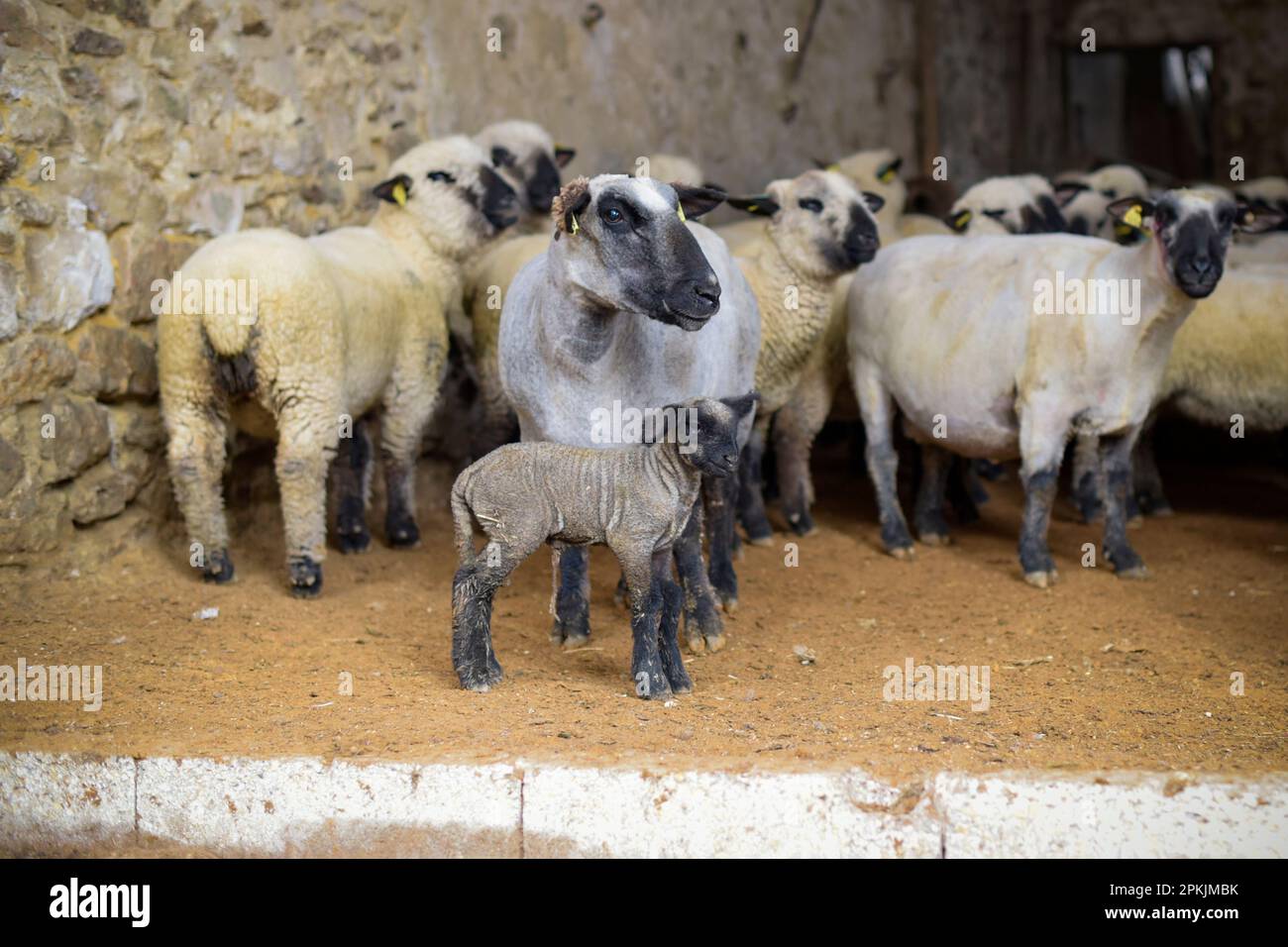 view of a herd of sheep in a stable in France Stock Photo - Alamy