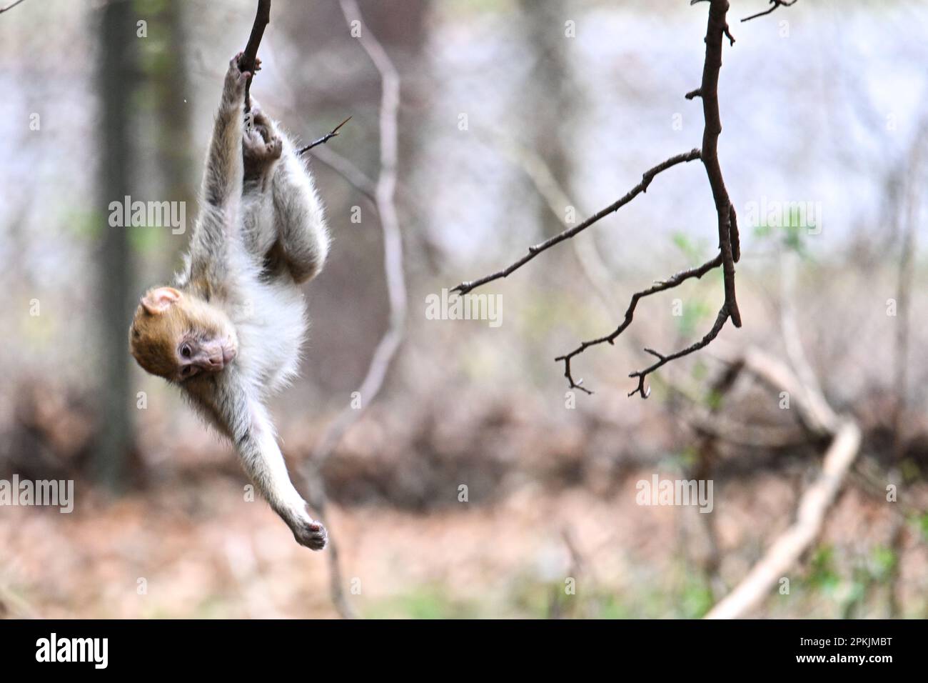 Salem, Germany. 08th Apr, 2023. A Barbary ape yearling romps through ...