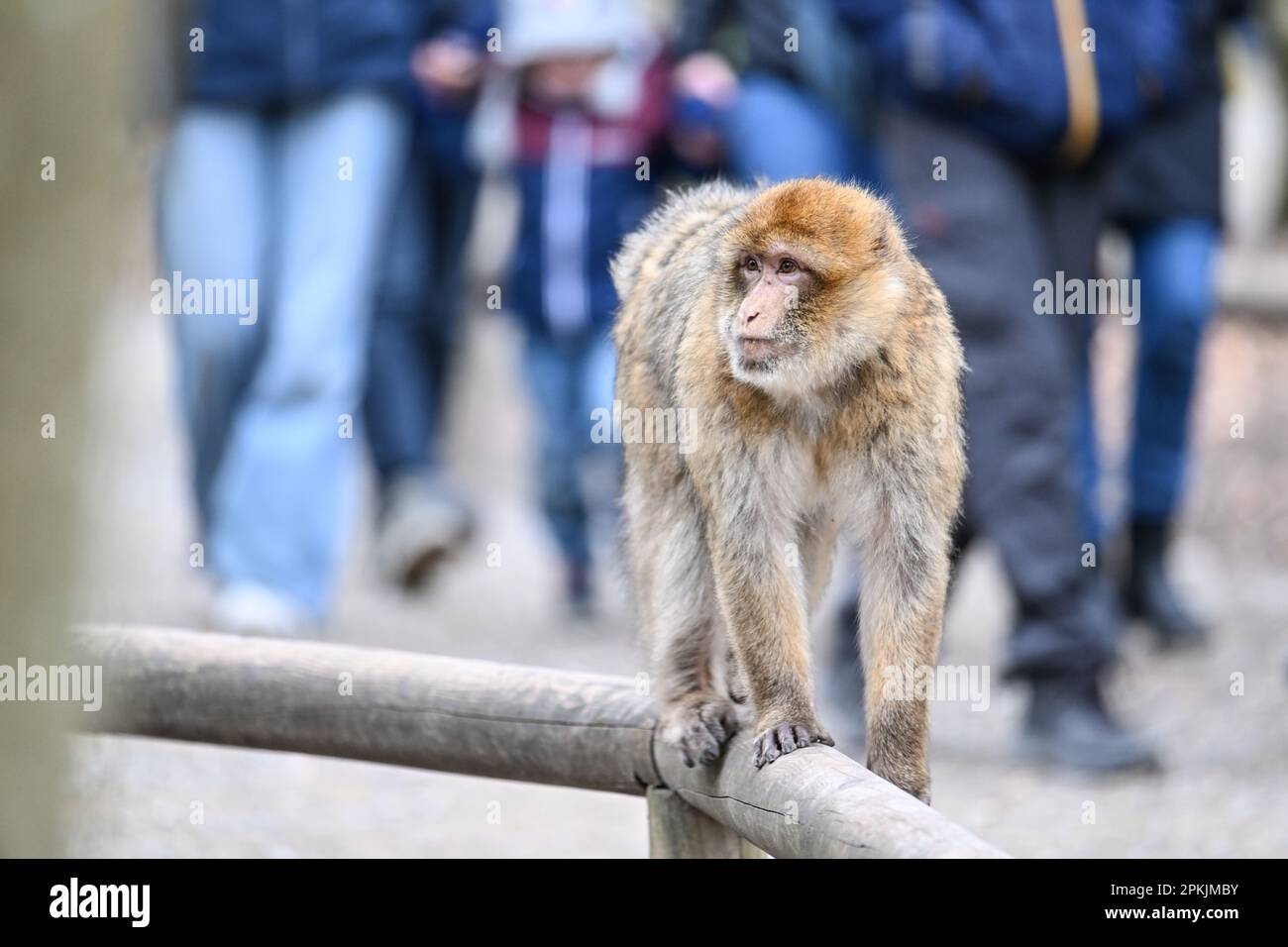 Salem, Germany. 08th Apr, 2023. A Barbary ape walks around a jumping ...