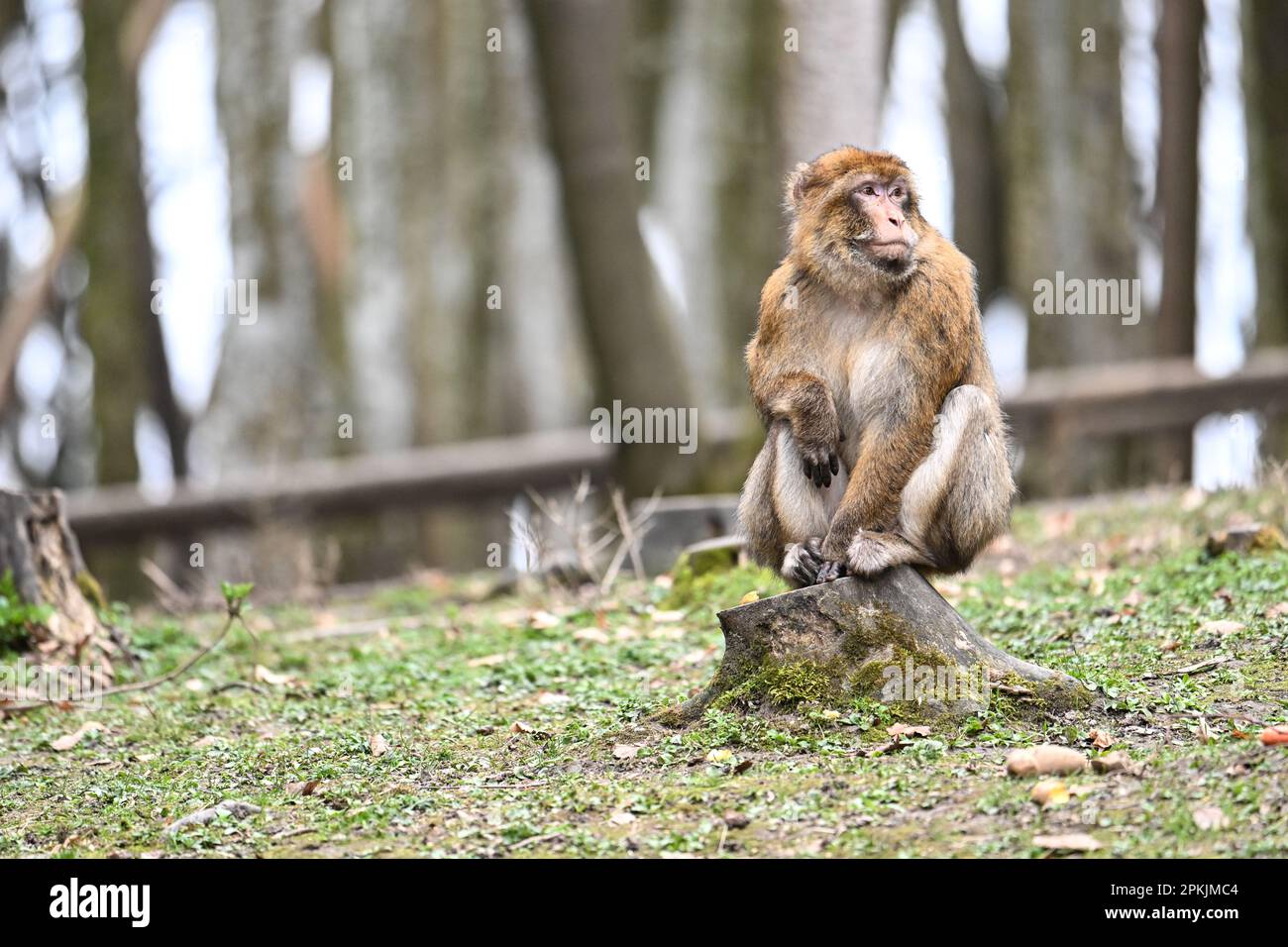 Salem, Germany. 08th Apr, 2023. A Barbary ape sits on a tree stump in ...