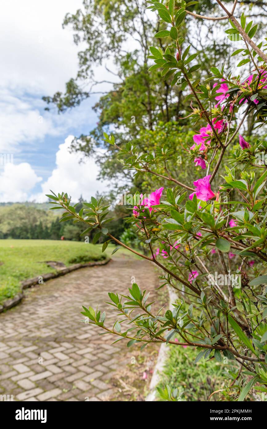 Pink blooming Azalea (genus Rhododendron) bush. Handara, Bedugul, Bali ...
