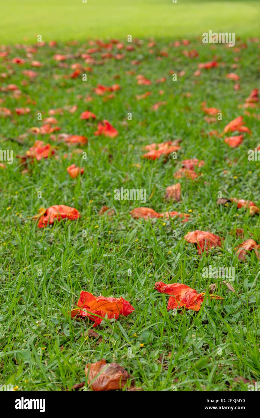Blooming orange Spathodea Campanulata, or African tulip tree. Bedugul ...