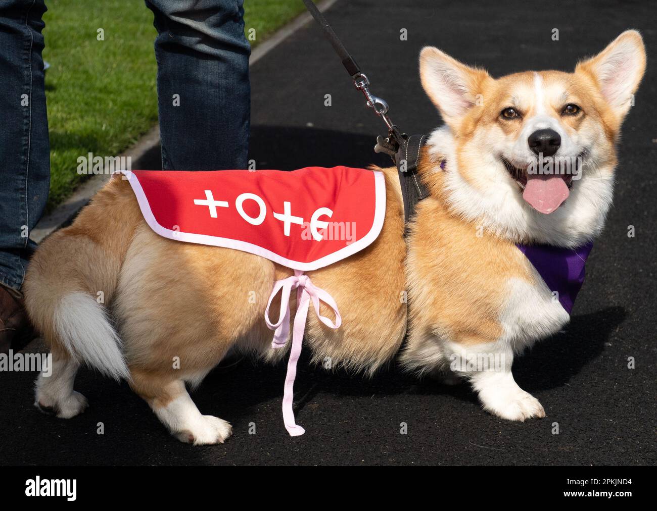 Winner of the Corgi Derby is Rodney at Musselburgh Racecourse, East ...