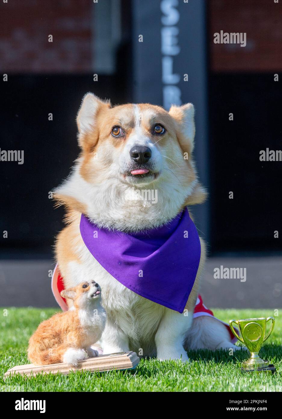 Rodney, winner of the Corgi Derby, at Musselburgh Racecourse, East ...