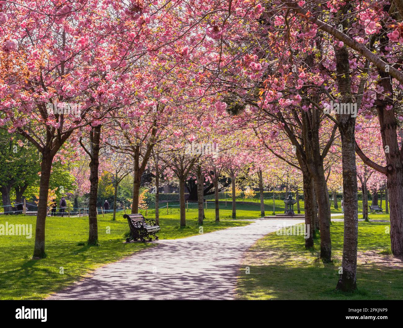 Cherry blossom tunnel in Herbert Park Stock Photo - Alamy