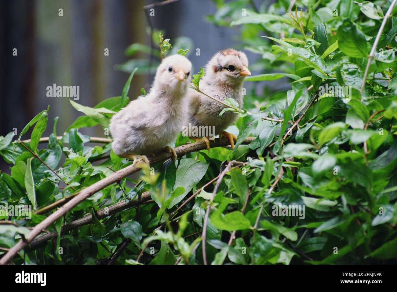 Adorable baby chickens sitting on a tree Stock Photo - Alamy