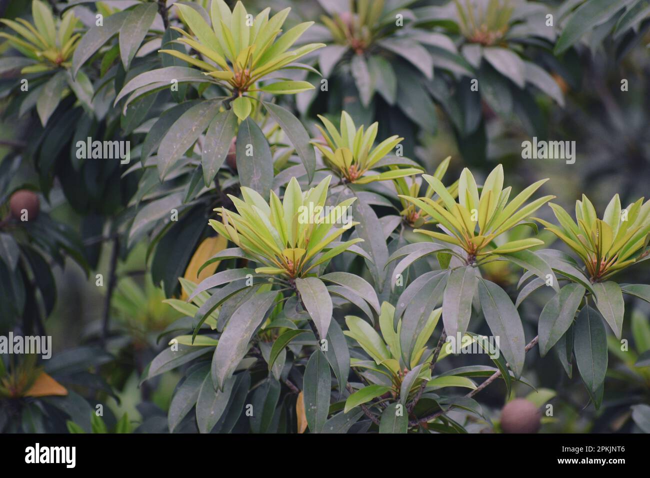 Sapodilla , Manilkara tree Stock Photo - Alamy