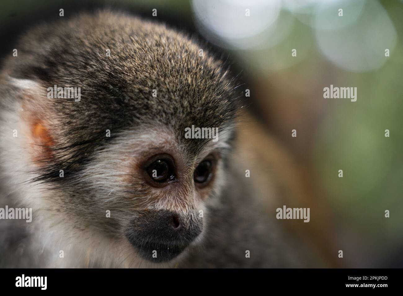 Isla de los micos colombia hi-res stock photography and images - Alamy