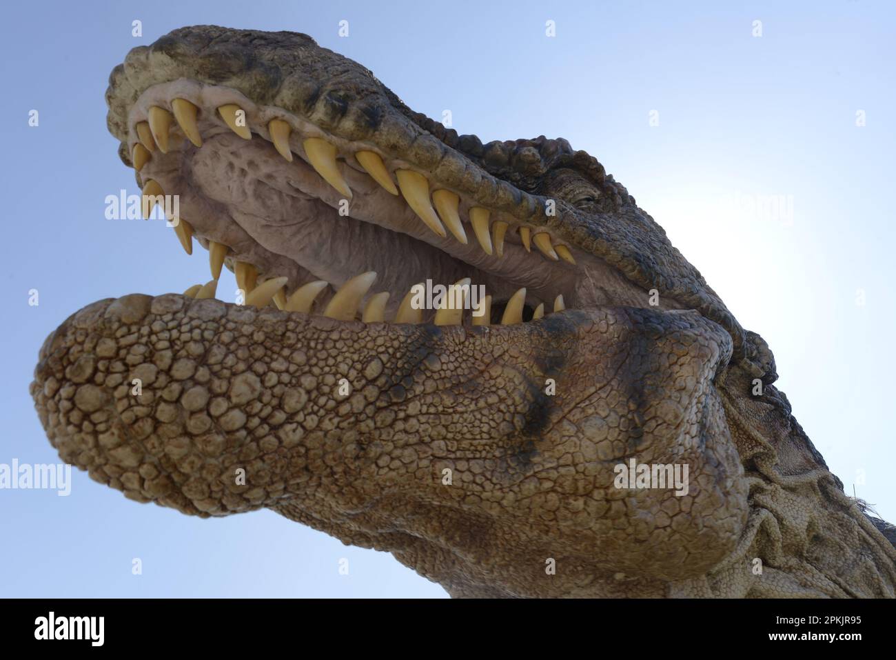 Origin of dinosaurs hi-res stock photography and images - Alamy