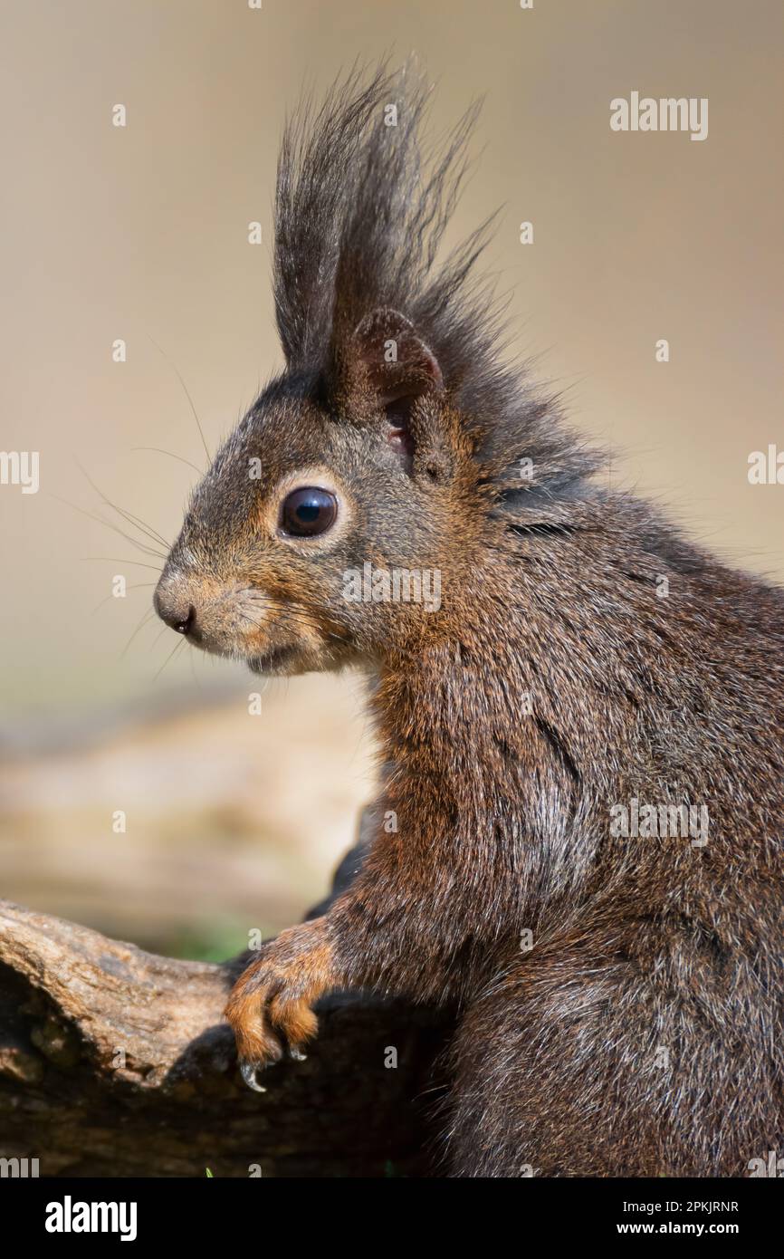 Close up head red squirrel hi-res stock photography and images - Alamy