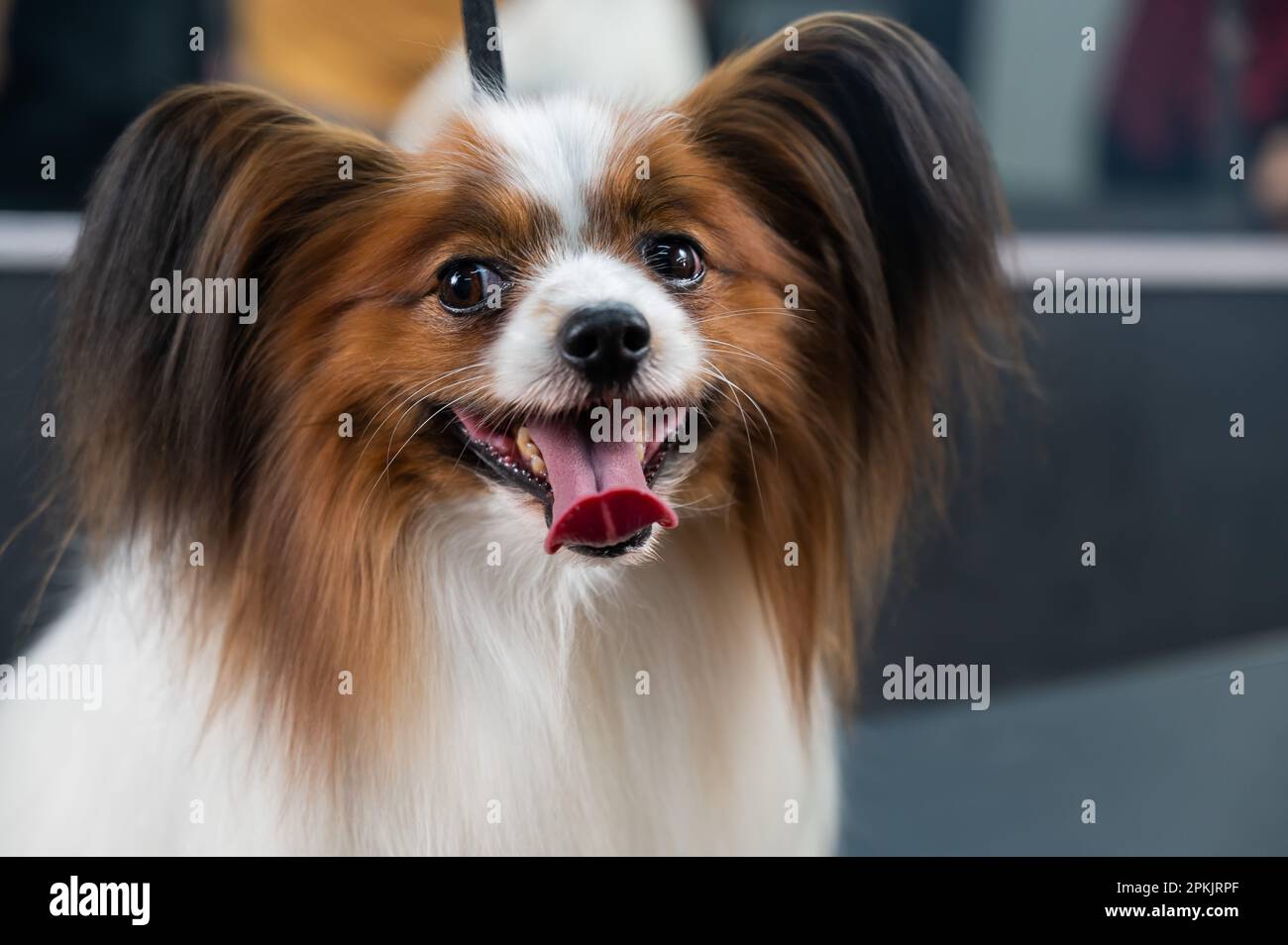 Portrait of a cute tricolor papillon. Continental spaniel dog with ...