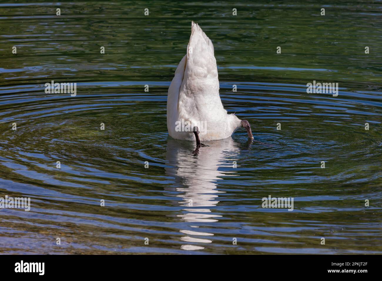 Swan look hi-res stock photography and images - Alamy