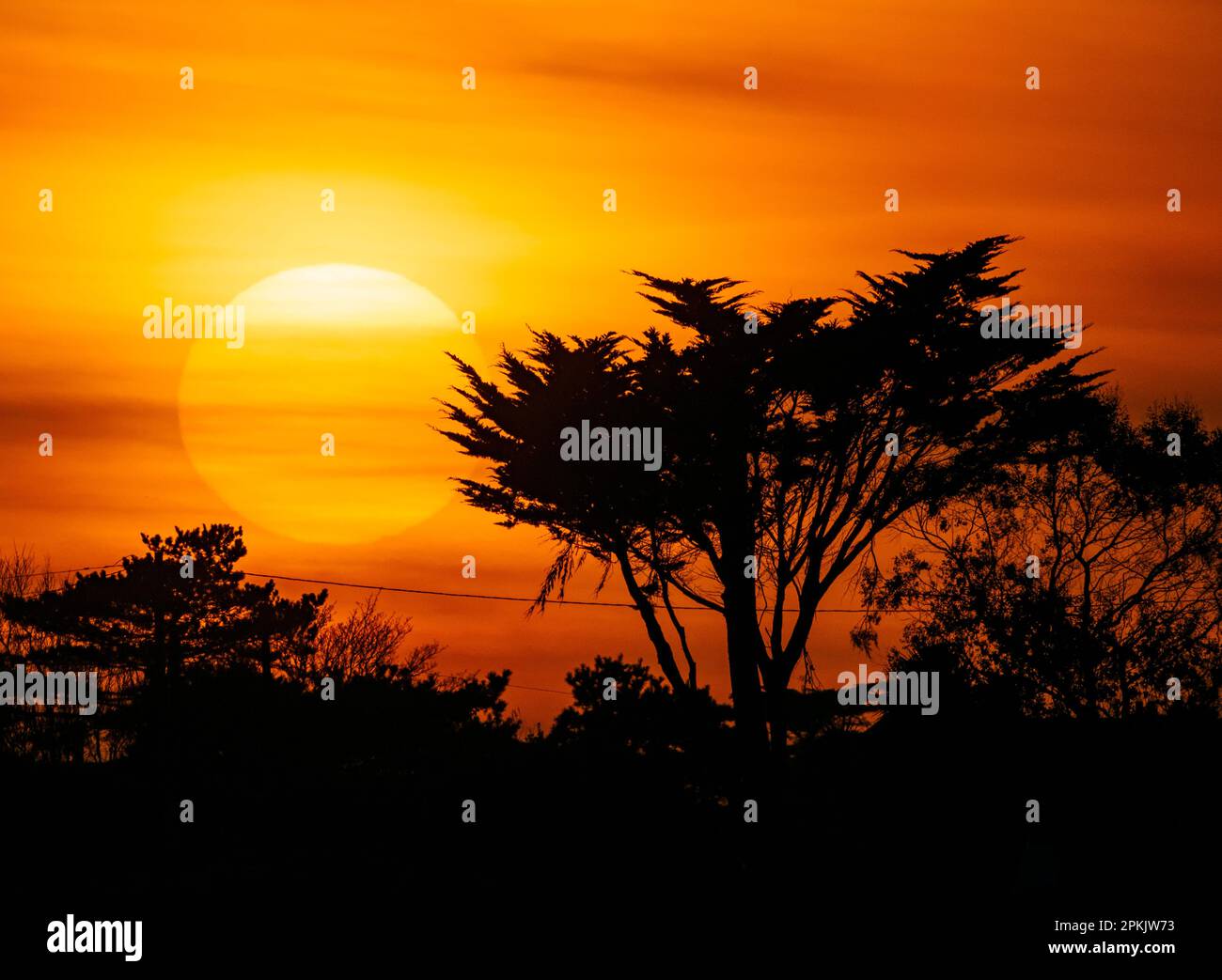 Burrow in trees hi-res stock photography and images - Alamy