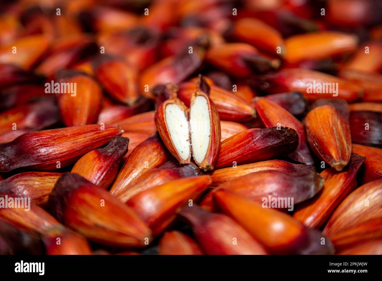 Pine nut fruits of the Paraná pine (Araucaria angustifolia Stock Photo ...
