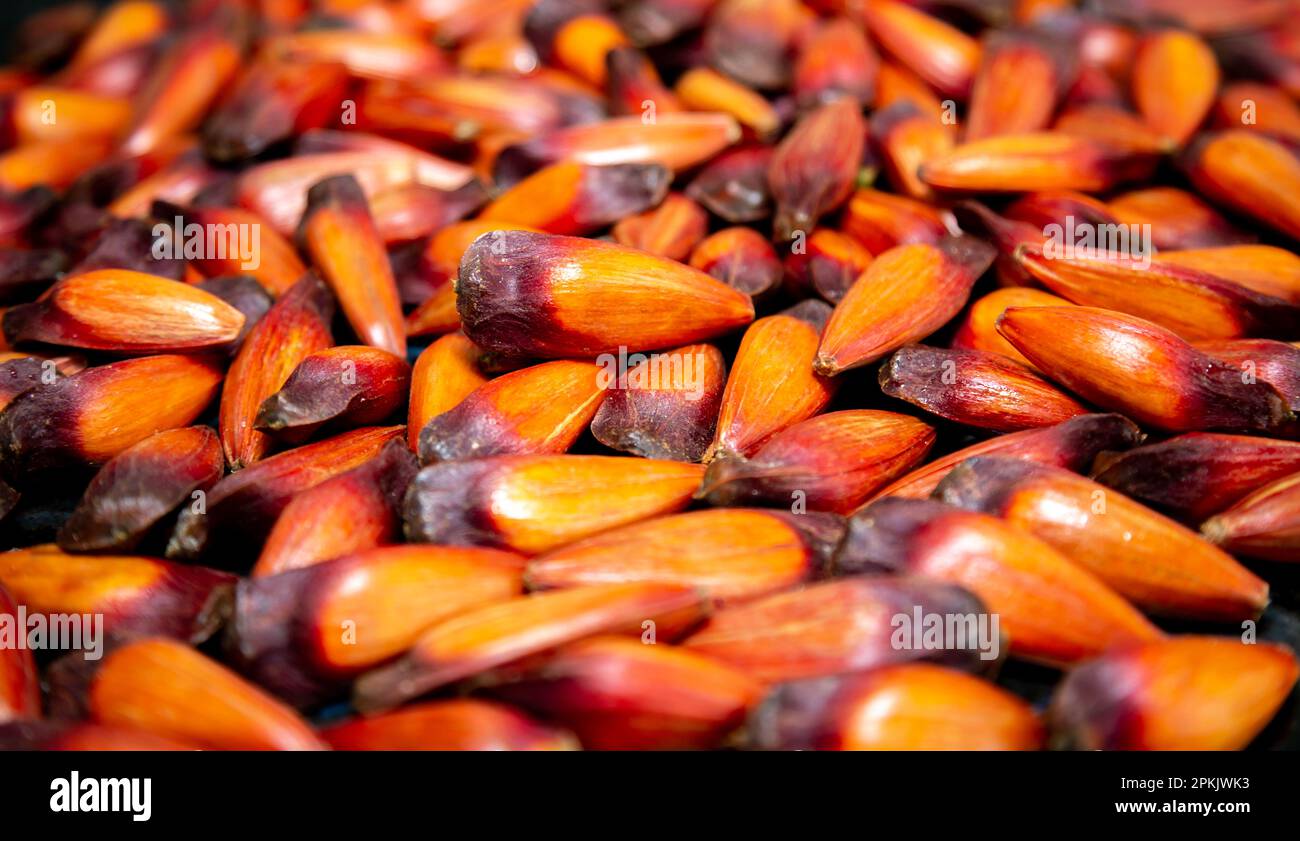 Pine nut fruits of the Paraná pine (Araucaria angustifolia Stock Photo ...