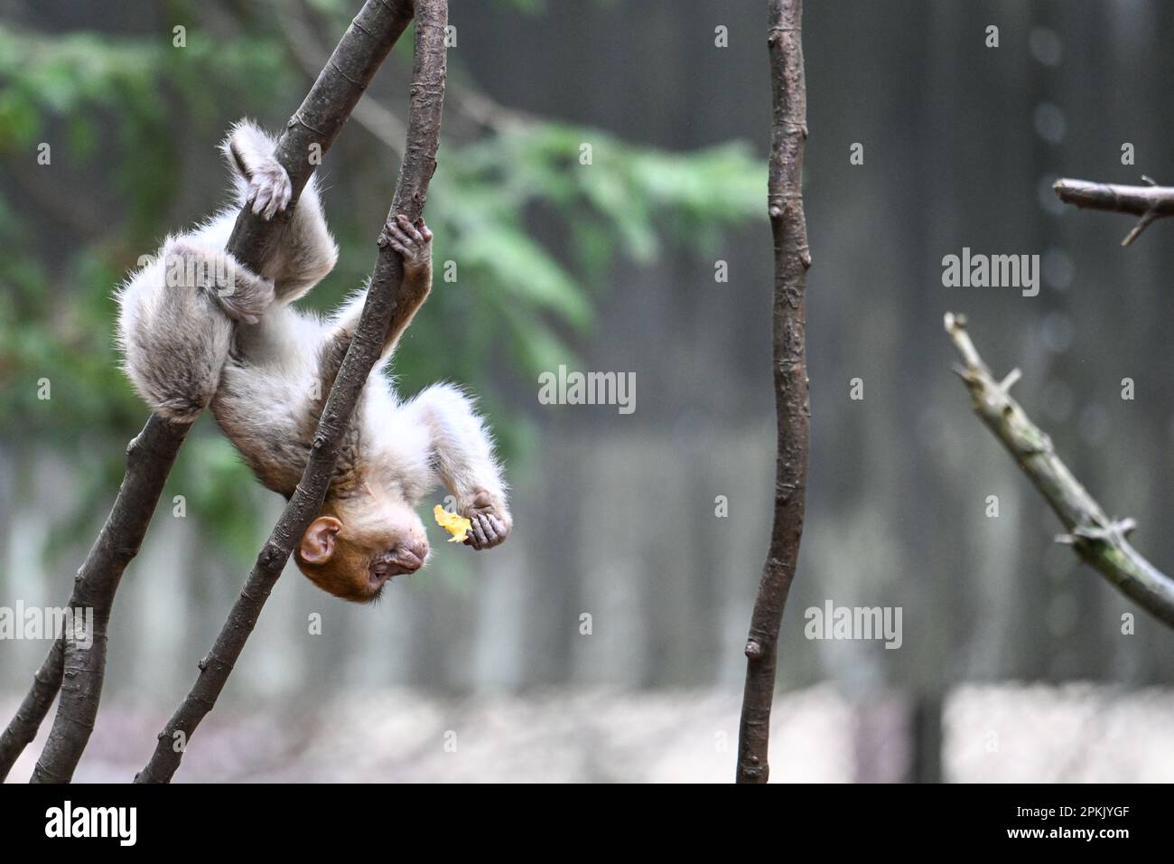 dpatop - 08 April 2023, Baden-Württemberg, Salem: A Barbary ape ...