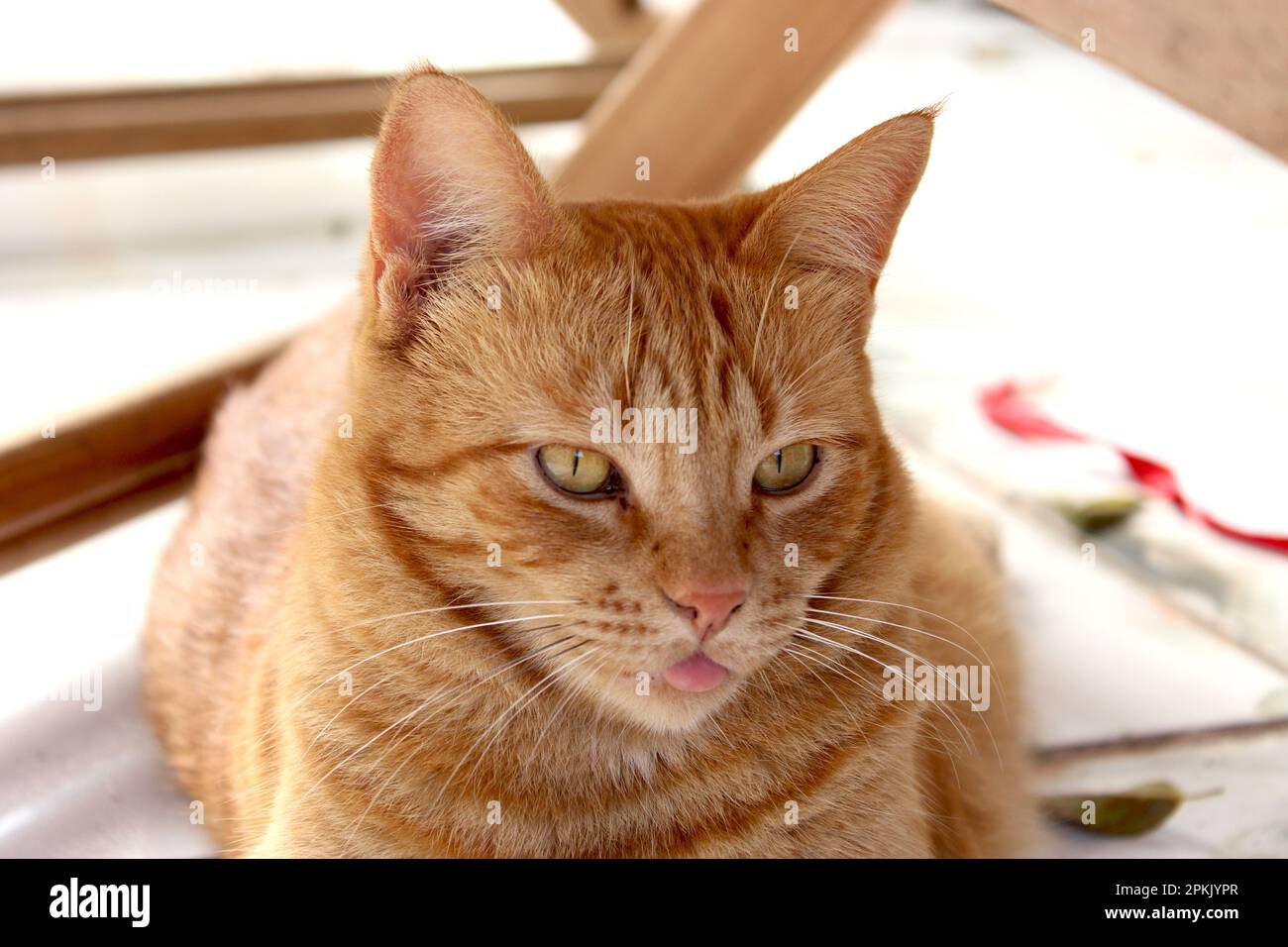 Ginger cat with tongue sticking out Stock Photo - Alamy