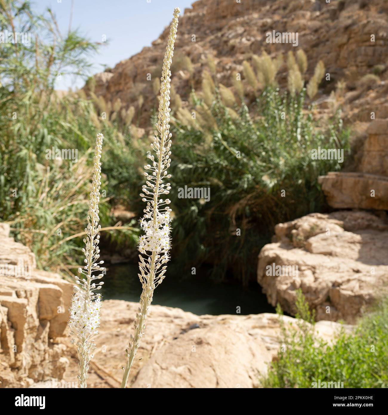 Two squills in bloom in Prat brook, in the Judea desert, Israel Stock ...