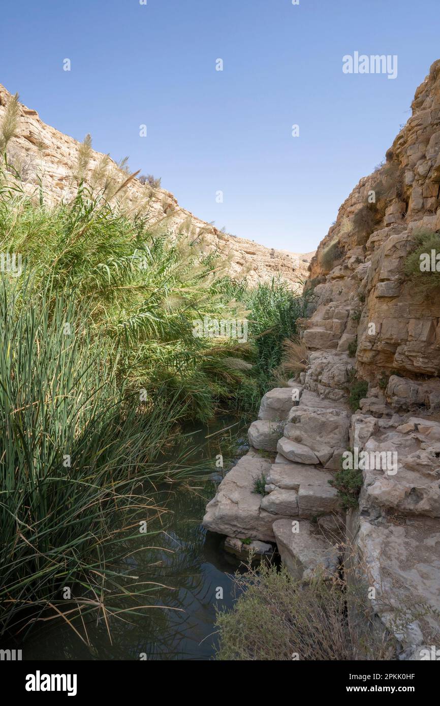 Reeds grow by the water on the bottom of the Prat brook canyon in the ...