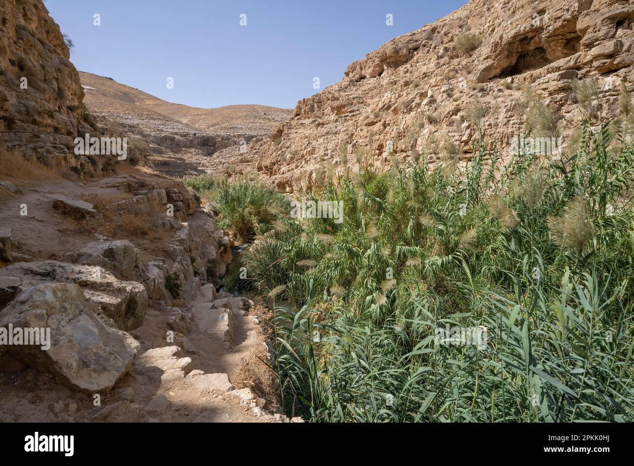 Reeds grow by the water on the bottom of the Prat brook canyon in the ...