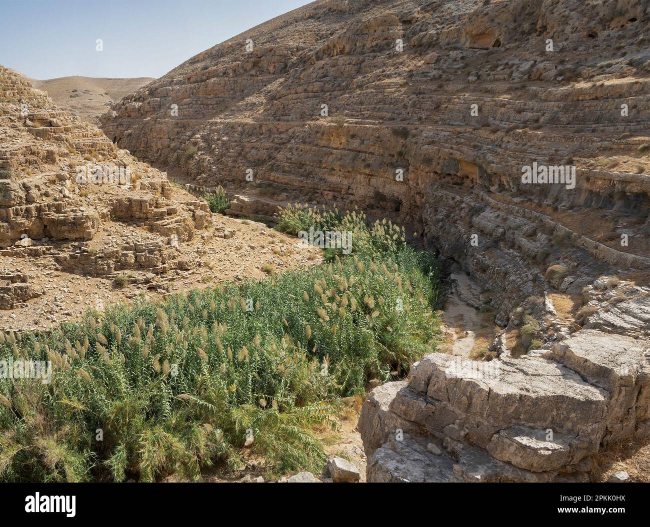 Reeds grow by the water on the bottom of the Prat brook canyon in the ...