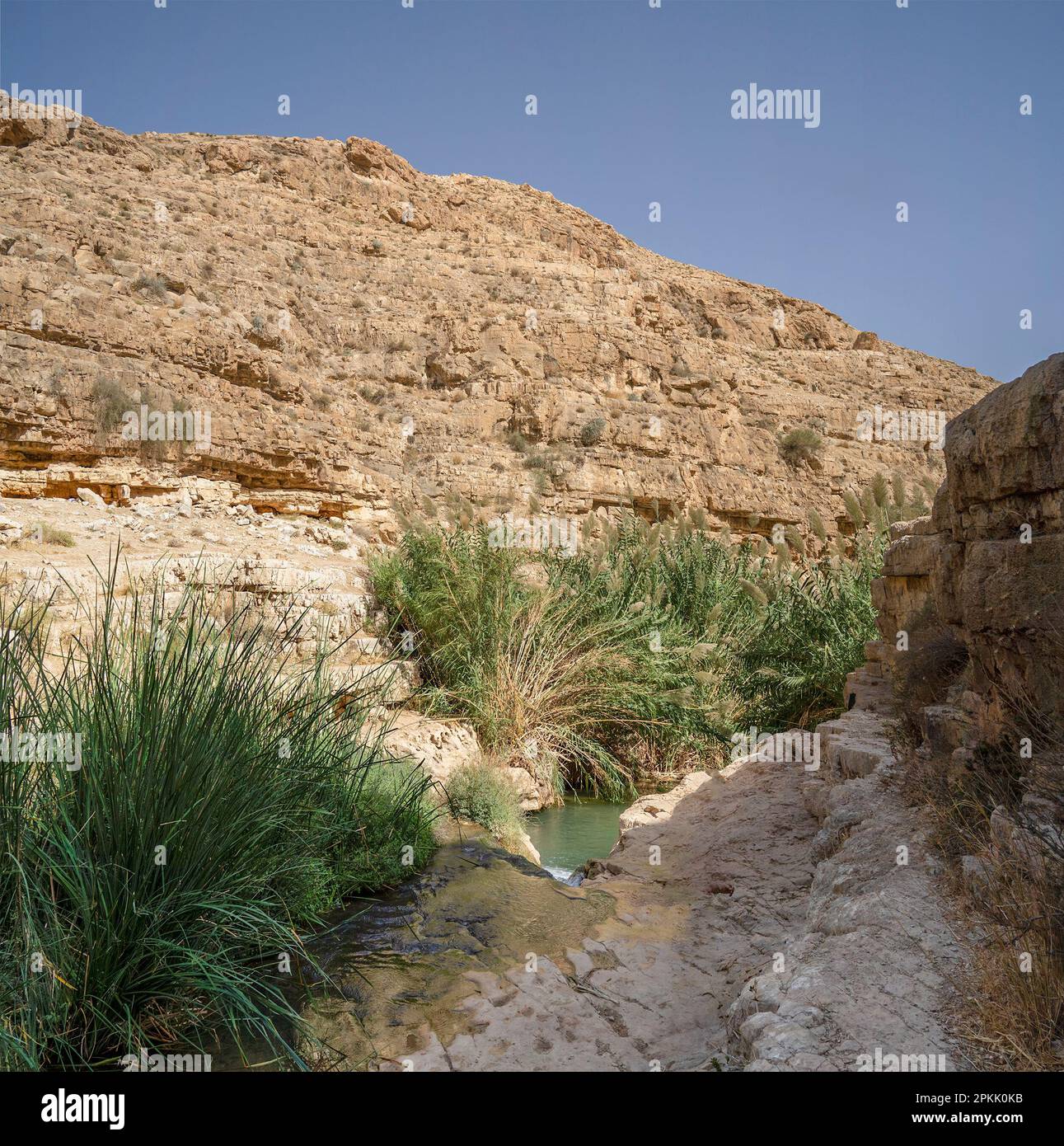 Reeds grow by the water on the bottom of the Prat brook canyon in the ...