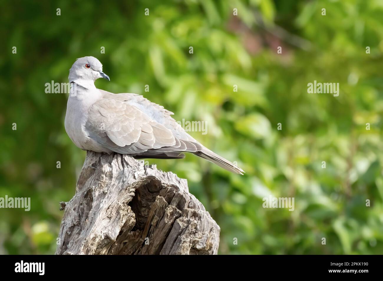 A singe Eurasian collared dove or Streptopelia decaocto sitting on the ...
