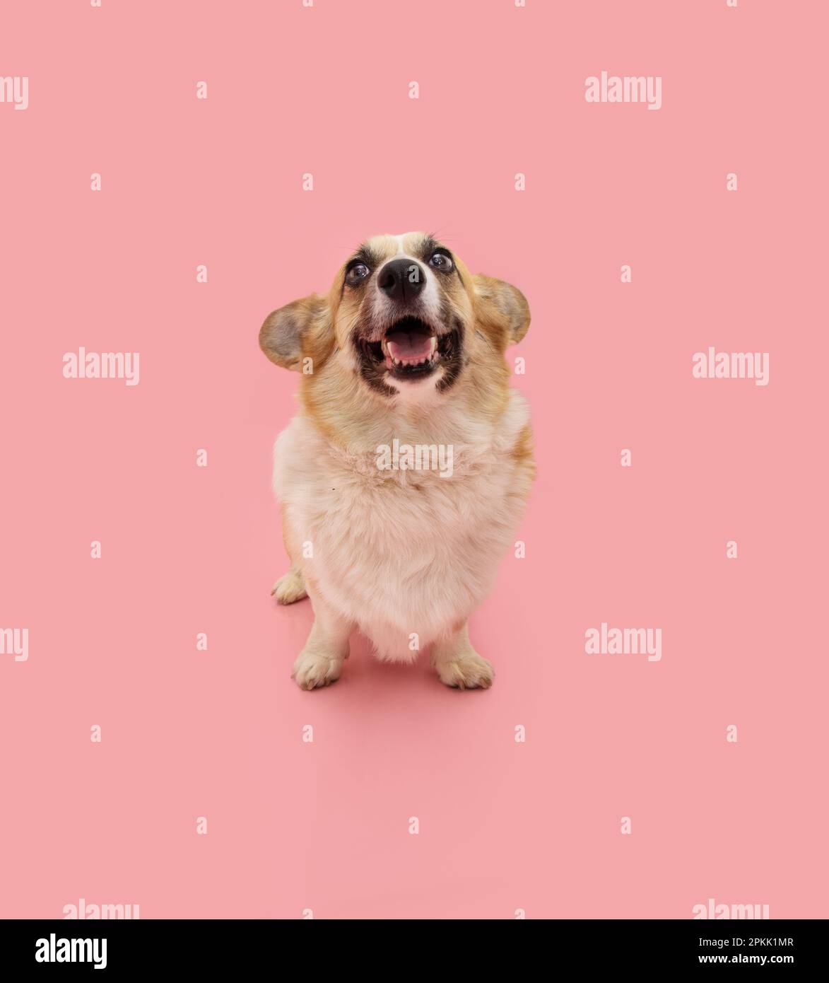 Portrait happy welsh corgi pembroke dog smiling on summer or spring ...