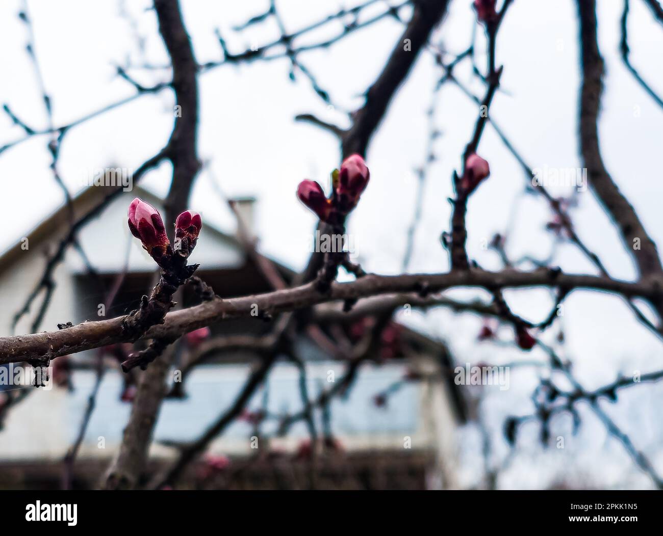 Apricot buds on a blurred background. Symbol of the arrival of spring ...