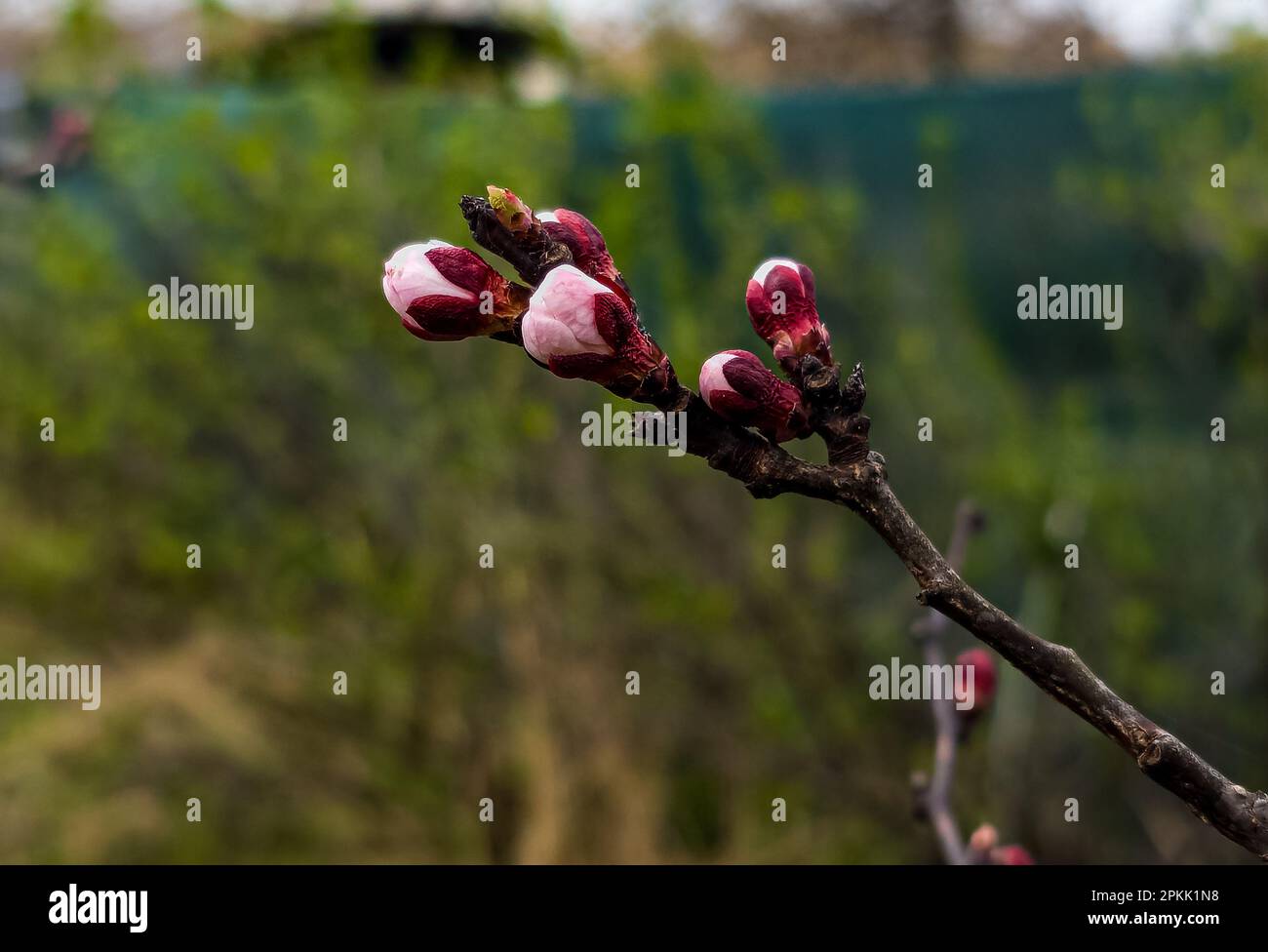 Apricot buds on a blurred background. Symbol of the arrival of spring ...