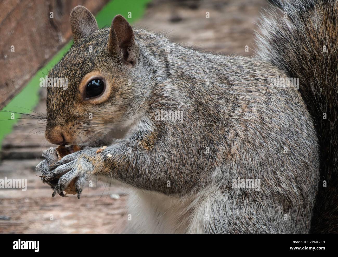 Squirrel nibbling a peanut hi-res stock photography and images - Alamy