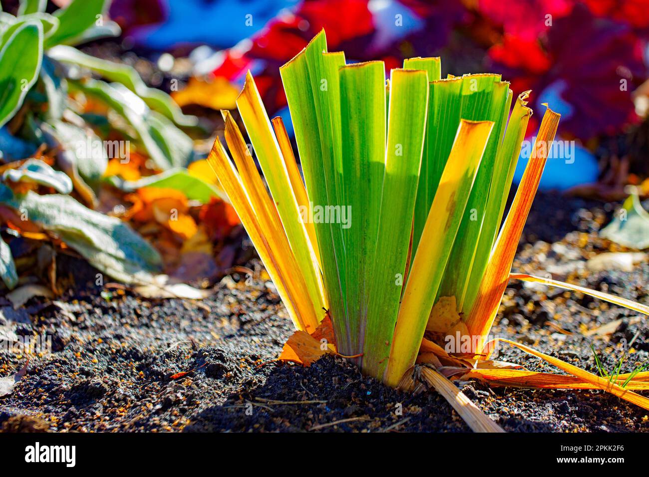 Perennial flower grows out of ground. It is stems of green plant in sun ...