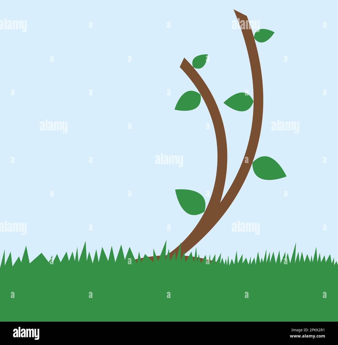 A small tree with small leaves, tree at spring time, blue sky, short ...