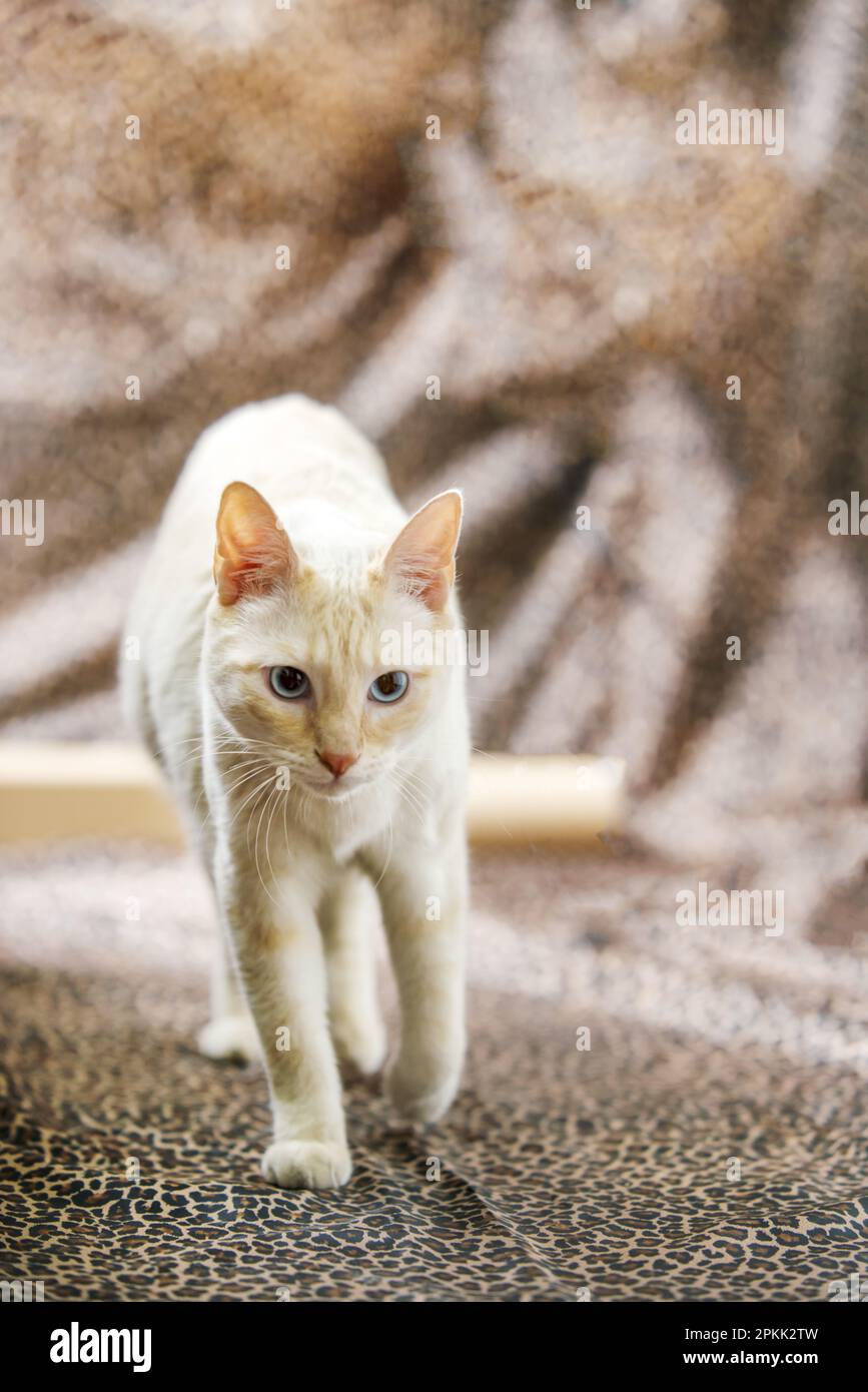 A large white cat with blue eyes pacing on a tabby cloth floor Stock ...