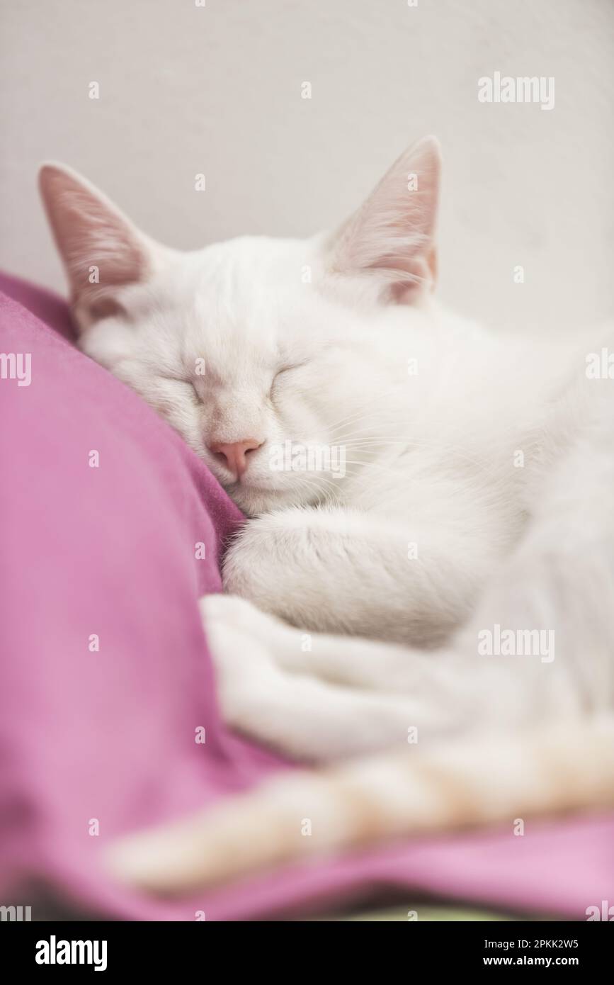 Savannah kitten on white hi-res stock photography and images - Alamy