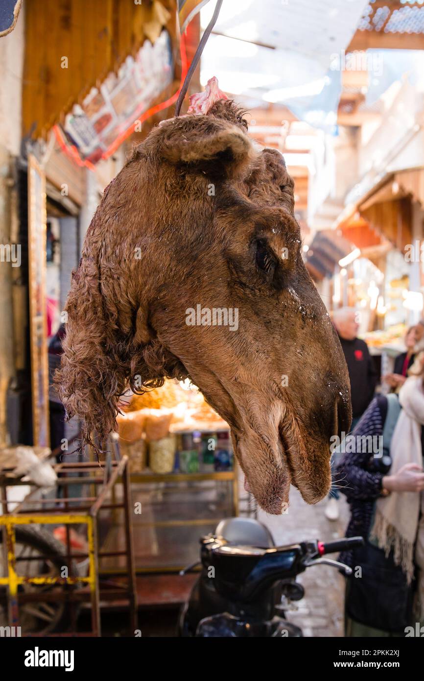 Camel head on display in a souk in Fez Medina Morocco Stock Photo - Alamy