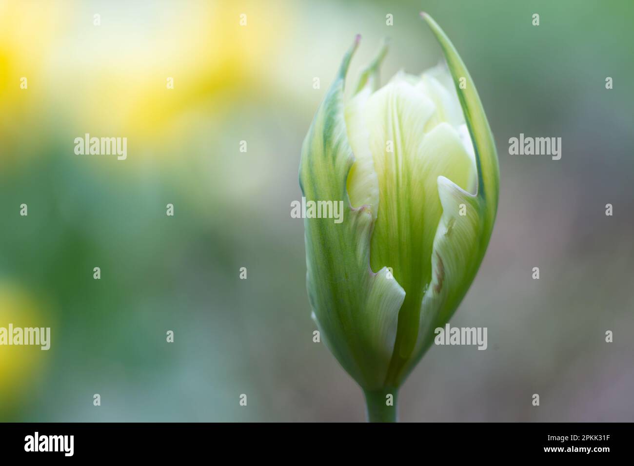 Double maureen hi-res stock photography and images - Alamy