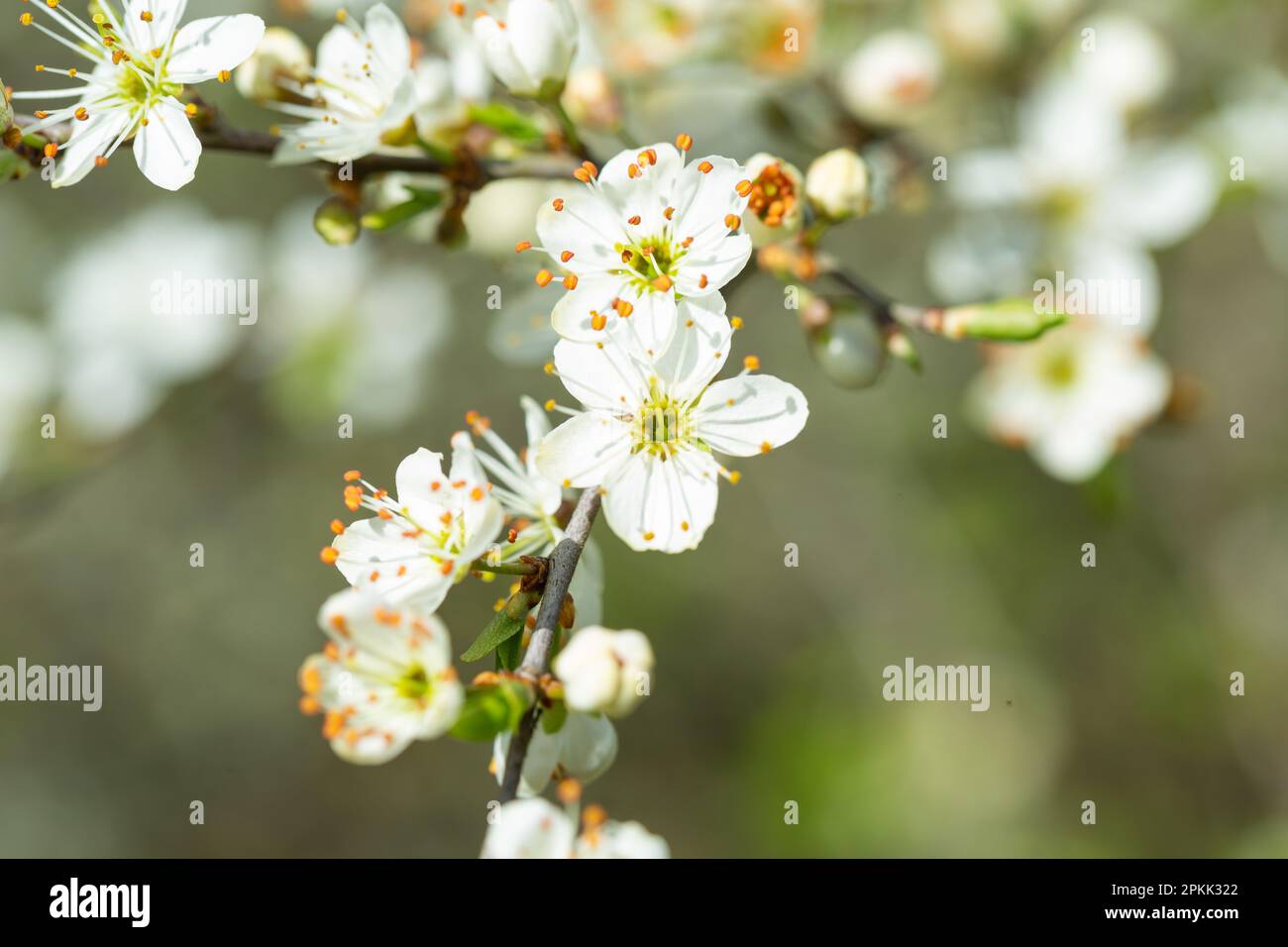 Spring Flowers on a Wild Cherry Tree , Prunus Avium Stock Photo - Alamy