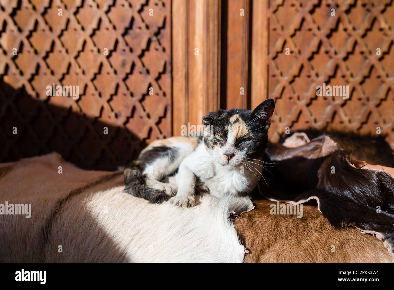 A cat sits in the sun resting on animal hides in Fez Medina Morocco ...