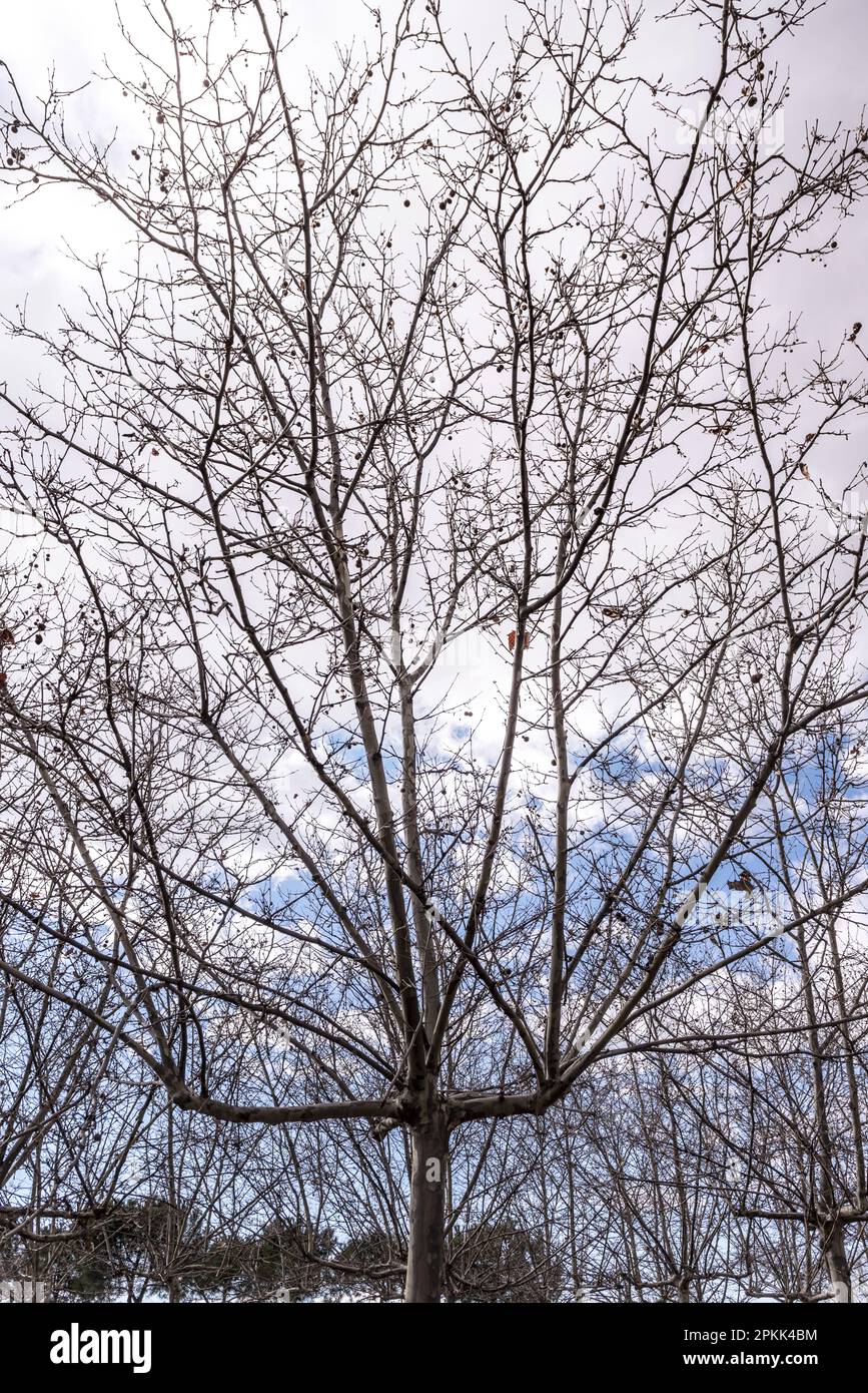 Branches of various deciduous trees in winter and a sky full of clouds ...