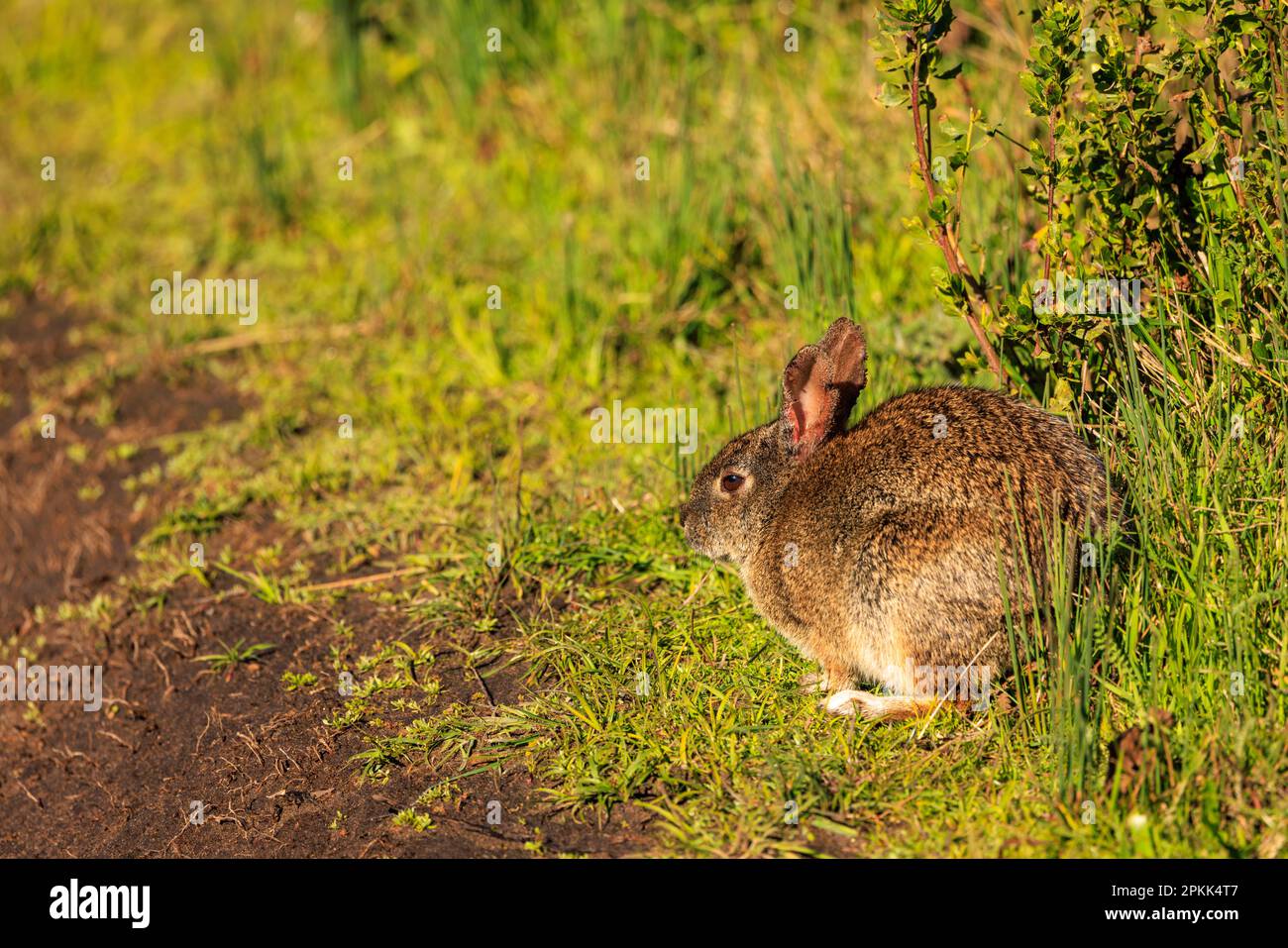 Rabbit sighting hi-res stock photography and images - Alamy